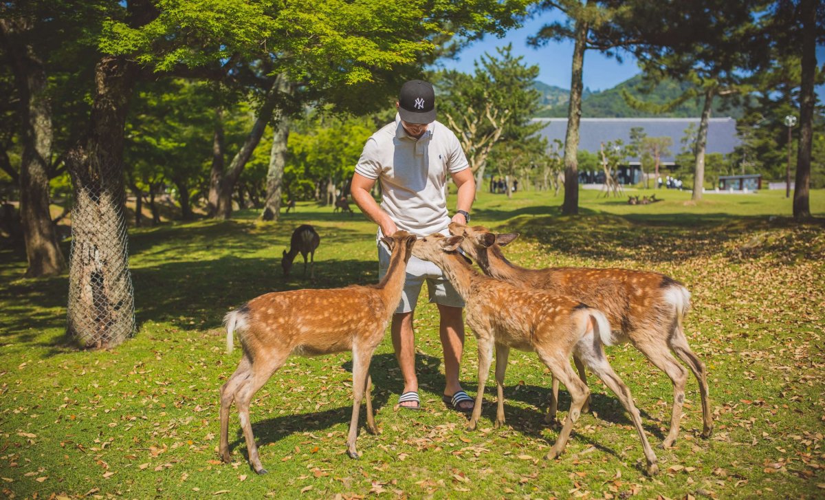 Nara National Museum, Nara - todo lo que necesita saber